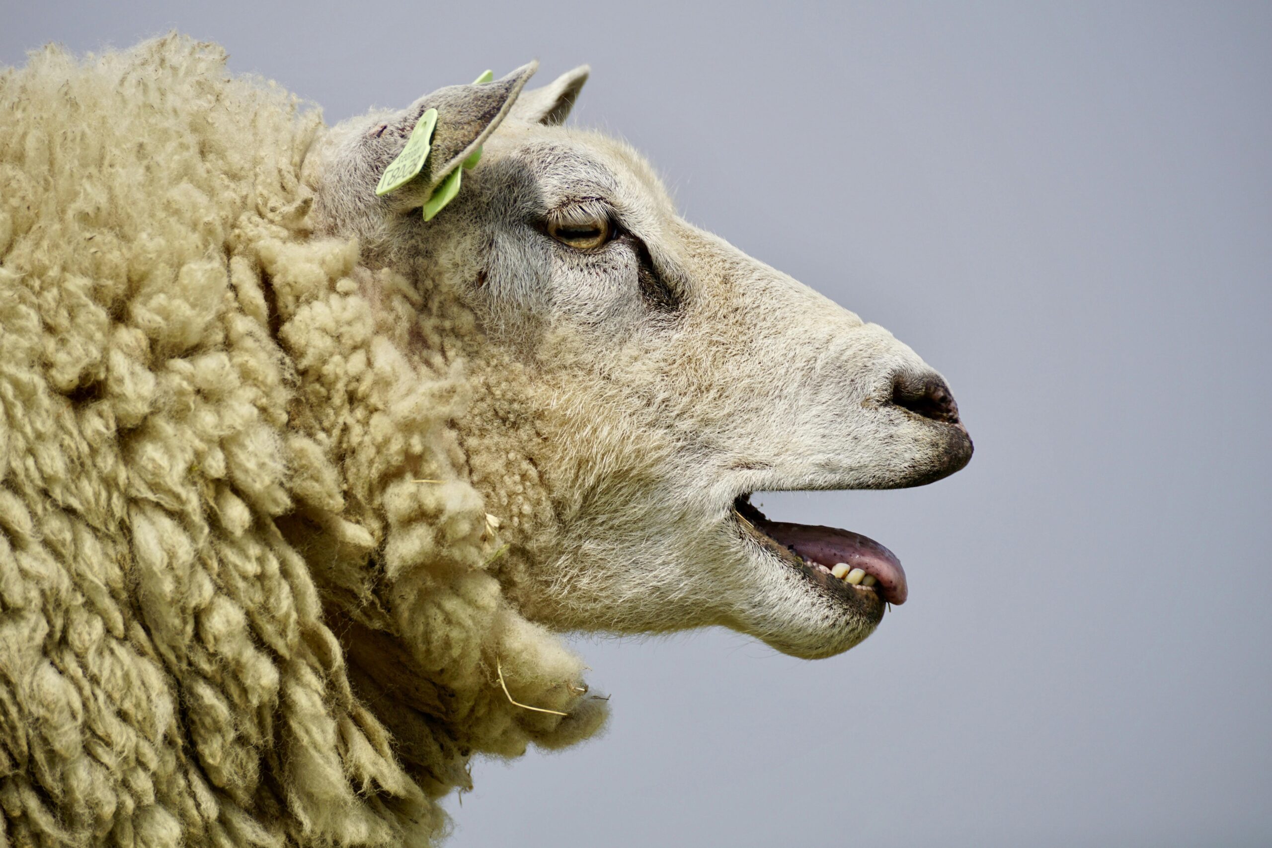 Do “sheep bite”? Rethinking a popular pastoral phrase - Australian ...
